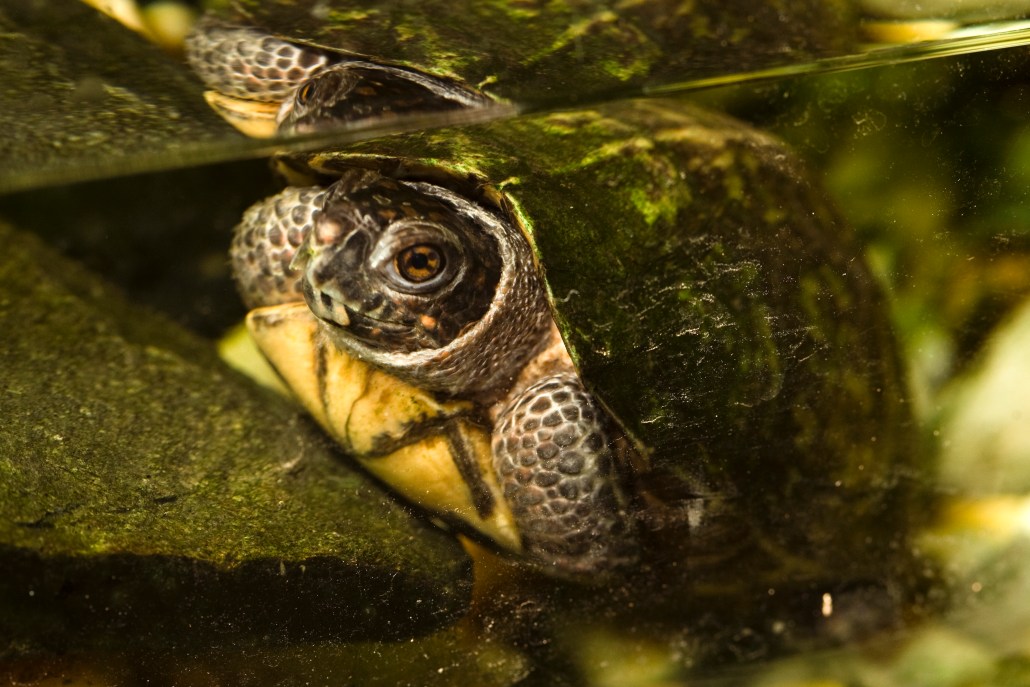 Newly born and critically endangered bog turtle is a celebrated ...