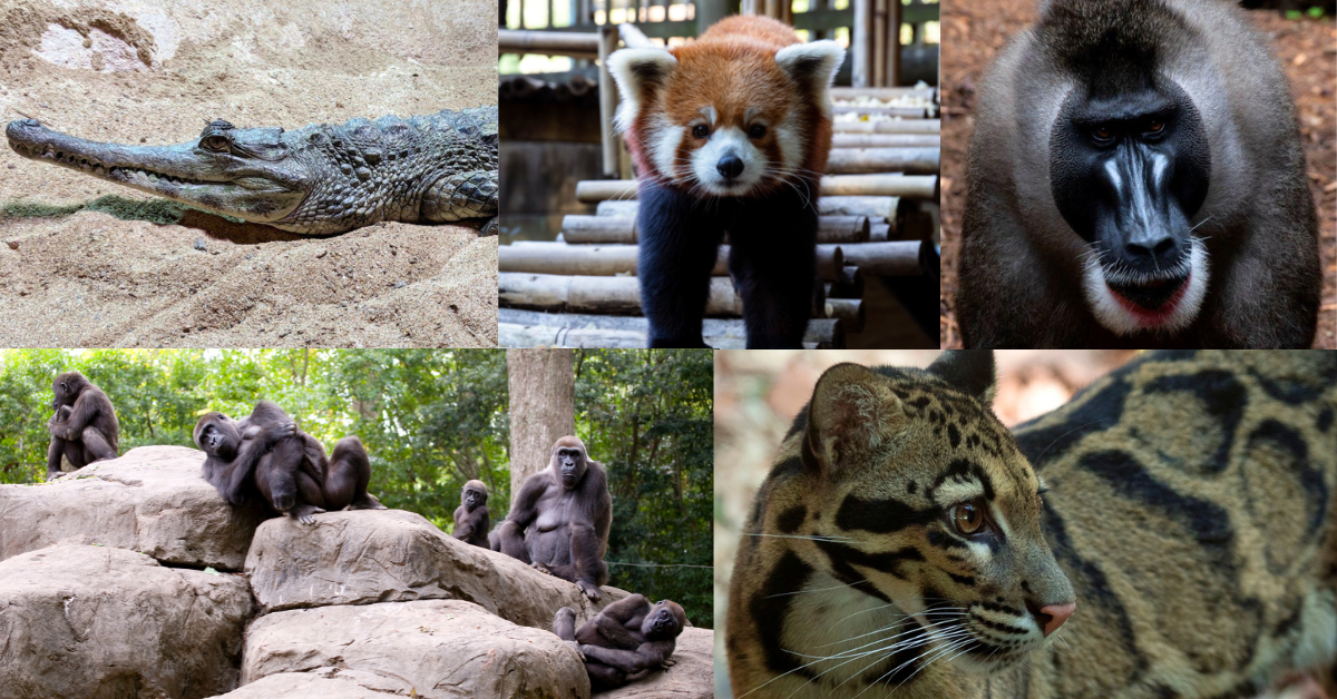 Zoo Atlanta announces support for five international conservation ...