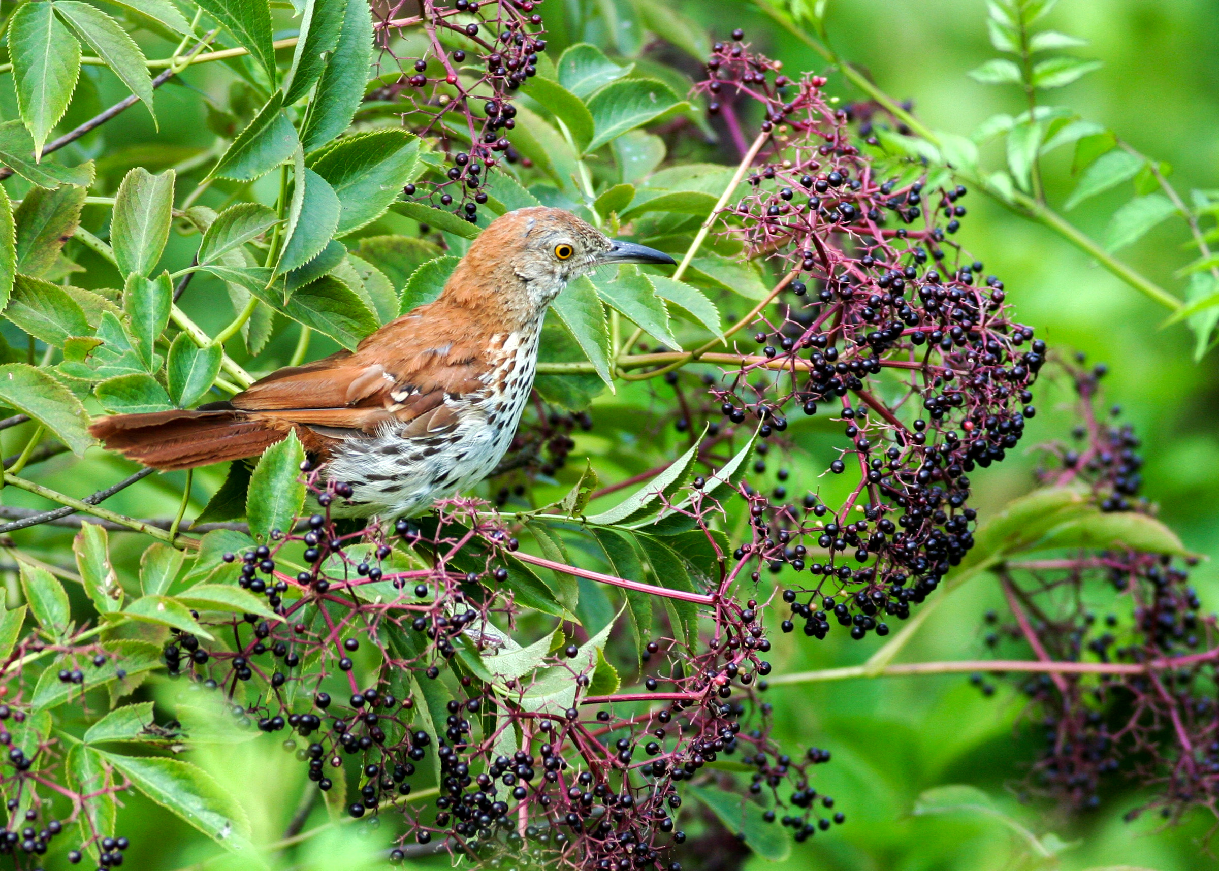 Native Plants are Good for Birds and People, Too - SaportaReport