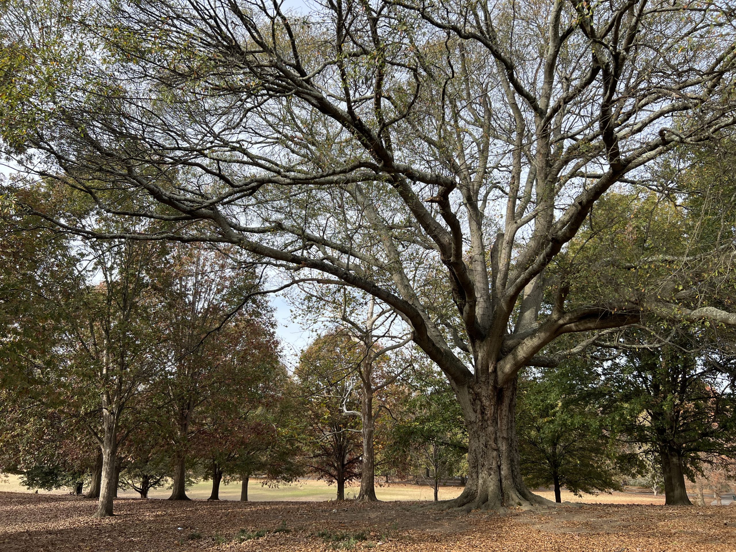 Atlanta needs to better protect and expand its tree canopy - SaportaReport