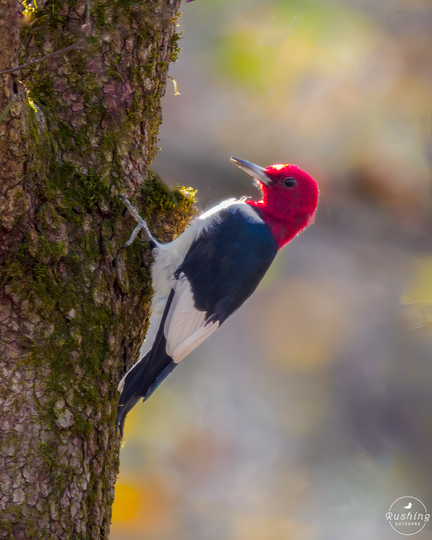 Georgia Audubon Is Now Birds Georgia - SaportaReport